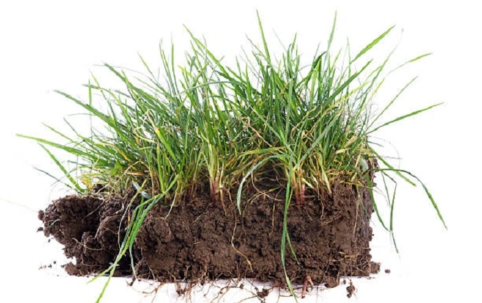 How Deep Do Grass Roots Grow - TheLawnWhiz