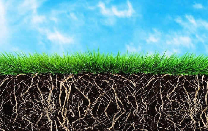 How Deep Do Grass Roots Grow - TheLawnWhiz