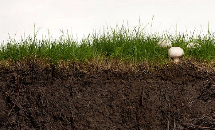 How Deep Do Grass Roots Grow - TheLawnWhiz