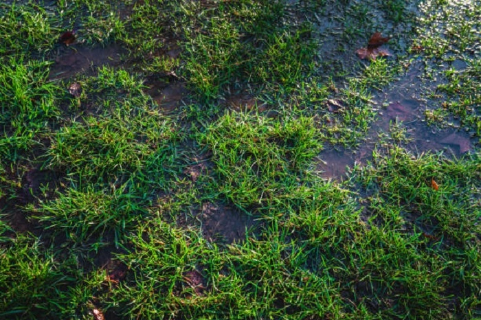 How Deep Do Grass Roots Grow - TheLawnWhiz